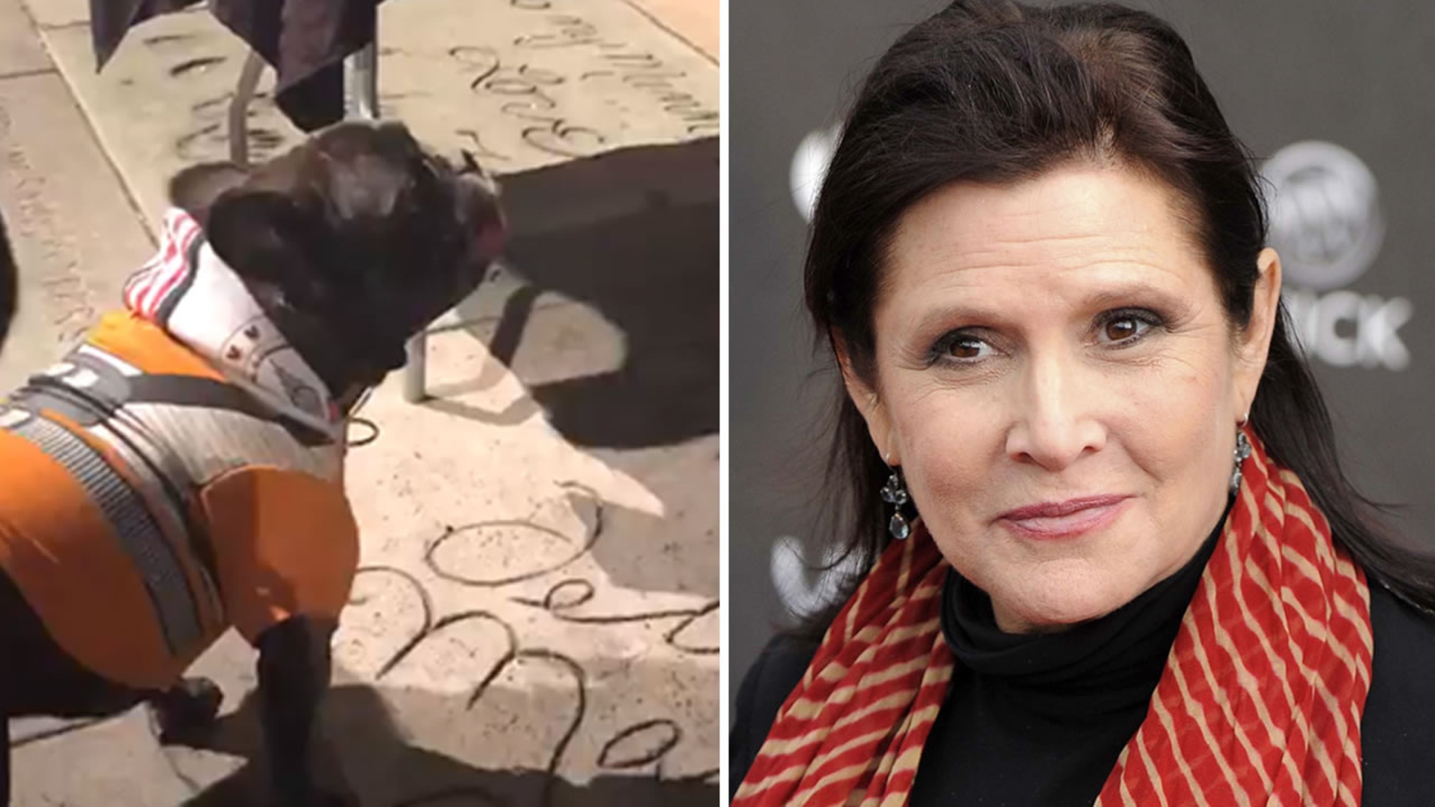 VIDEO: Carrie Fisher's dog perks up watching 'Star Wars: The Last Jedi ...