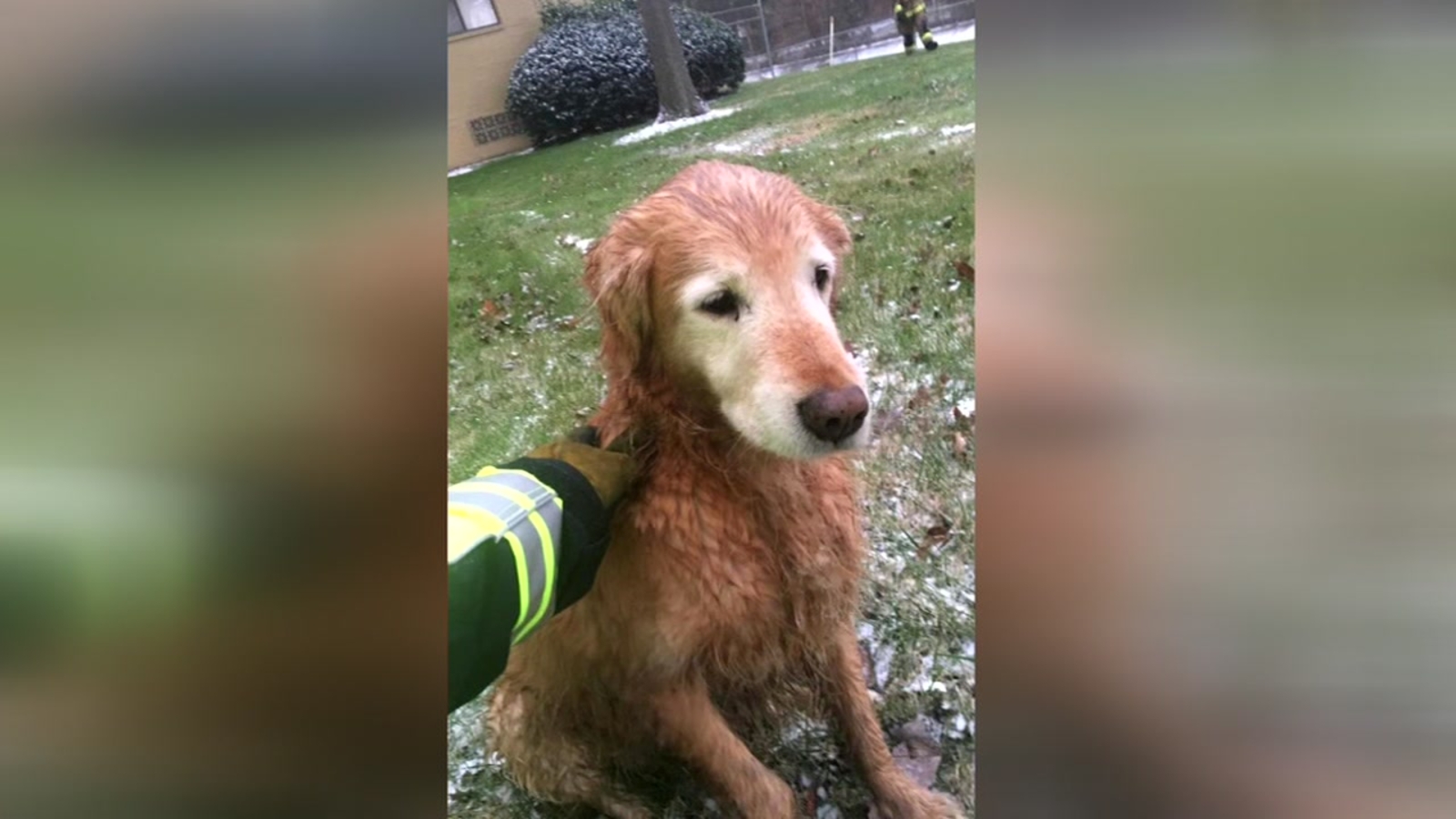 Maryland firefighter rescues dog from freezing water - ABC13 Houston