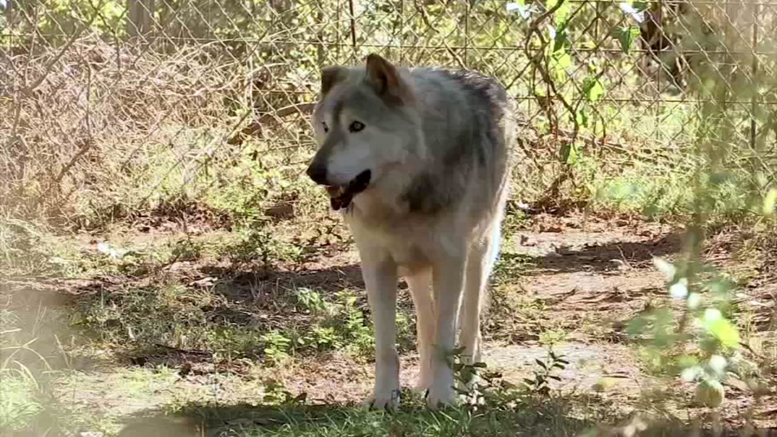 Montgomery wolf sanctuary giving animals second chances - ABC13 Houston
