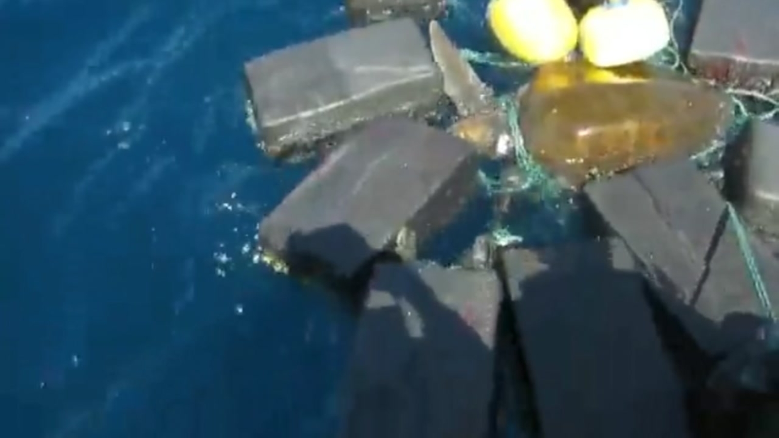 Coast Guard rescues turtle trapped in floating cocaine bales - ABC13 ...