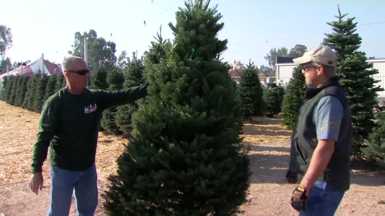 7 On Your Side helps family track missing Christmas tree - ABC7 San ...