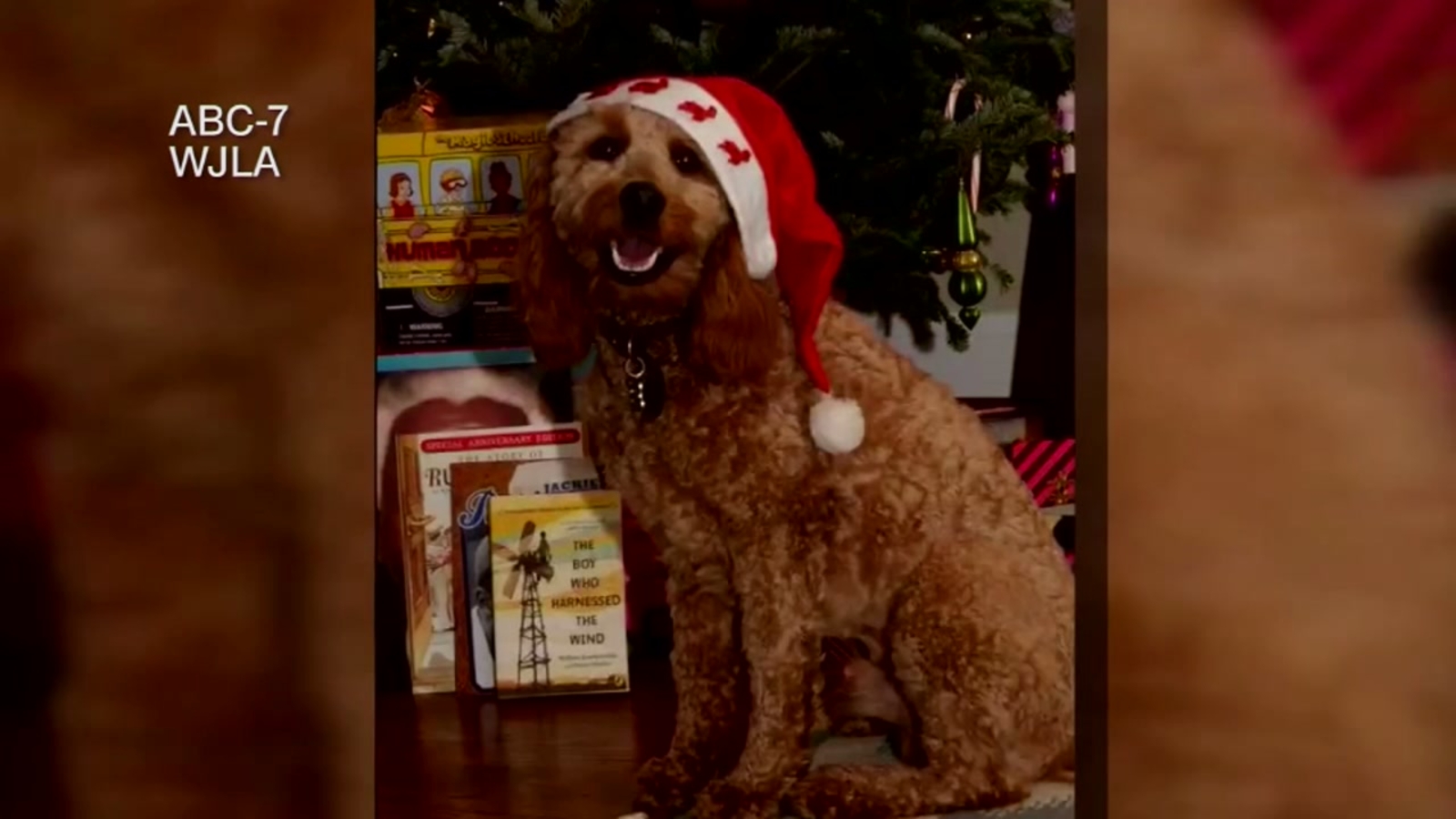 Surveillance catches someone opening gate to purposely let dog run away ...