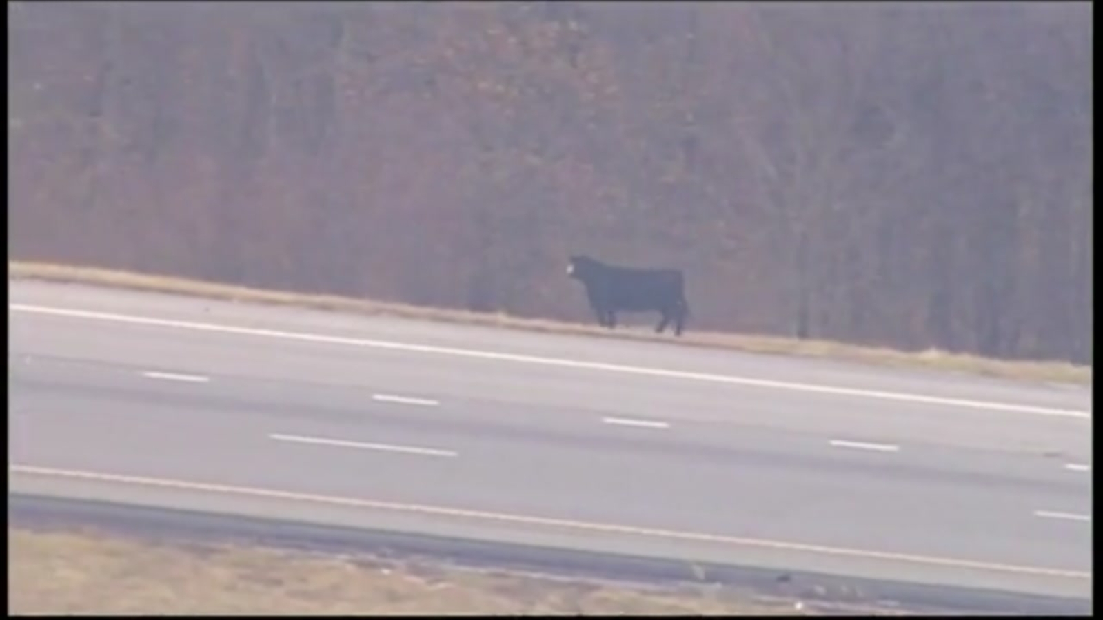 Cattle truck overturns, loose cows shut down highway - ABC13 Houston