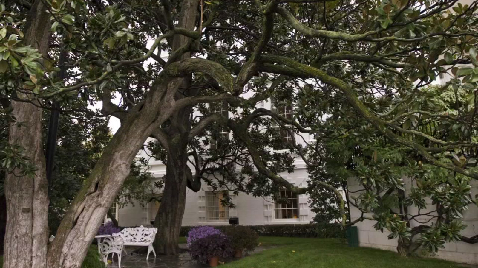 Historic Jackson magnolia at White House to be cut down - ABC13 Houston