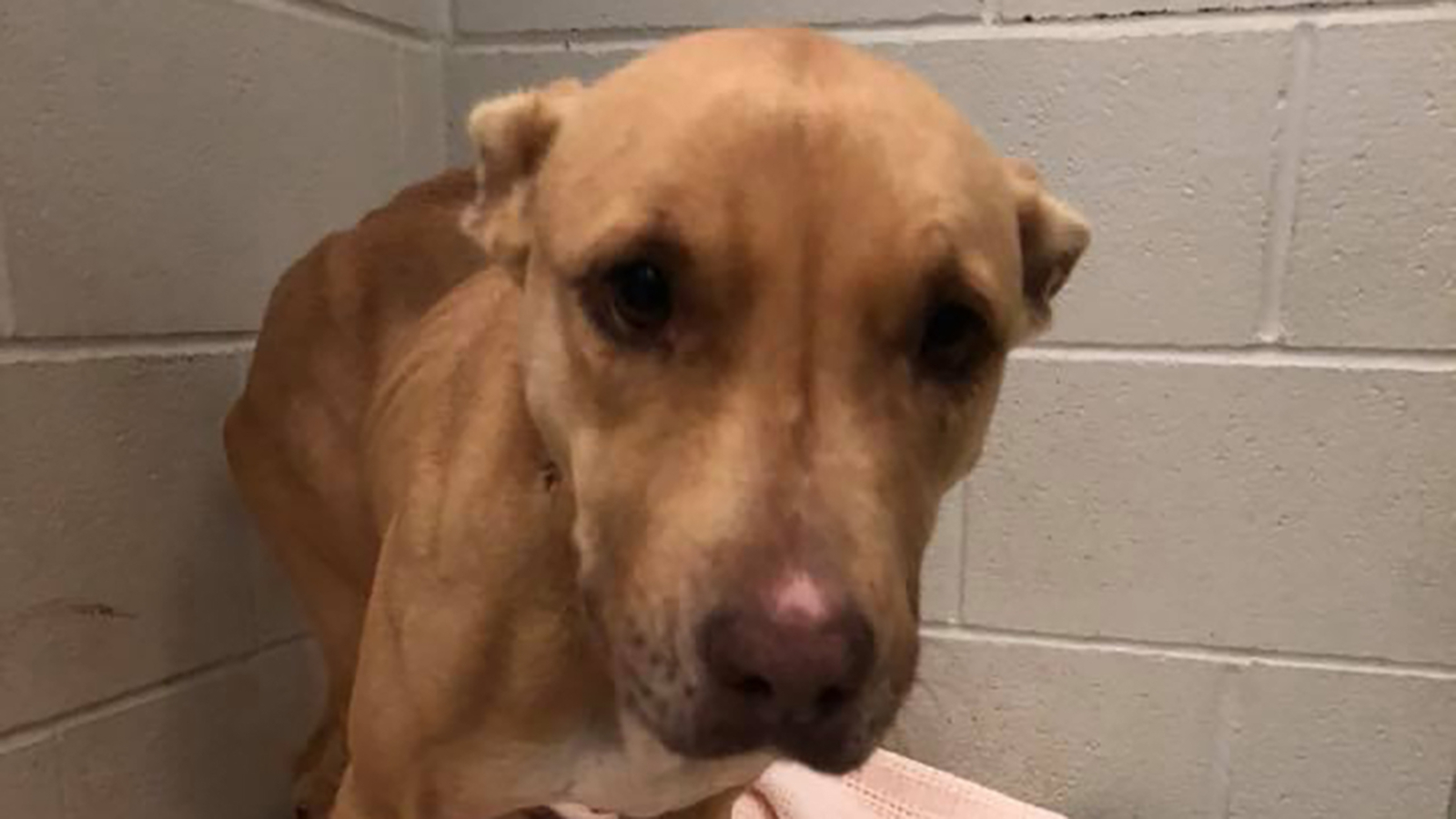 Dog with crooked spine needs forever home in Fort Bend County - ABC13 ...
