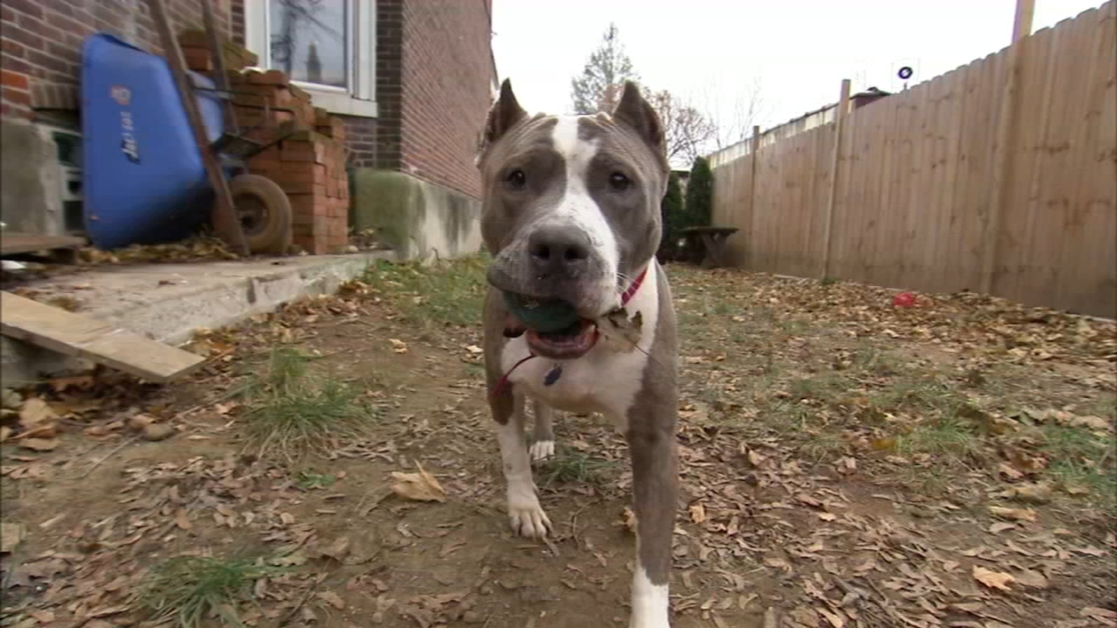 Shelter Me: The Philadelphia Bully Crew - 6abc Philadelphia