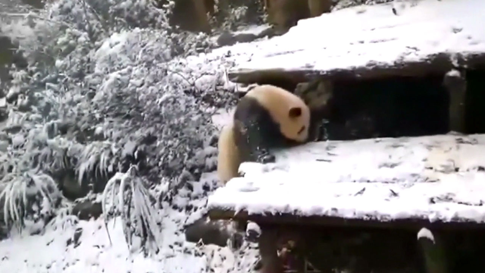 VIDEO: Pandas enjoy snow day in China - ABC7 Los Angeles