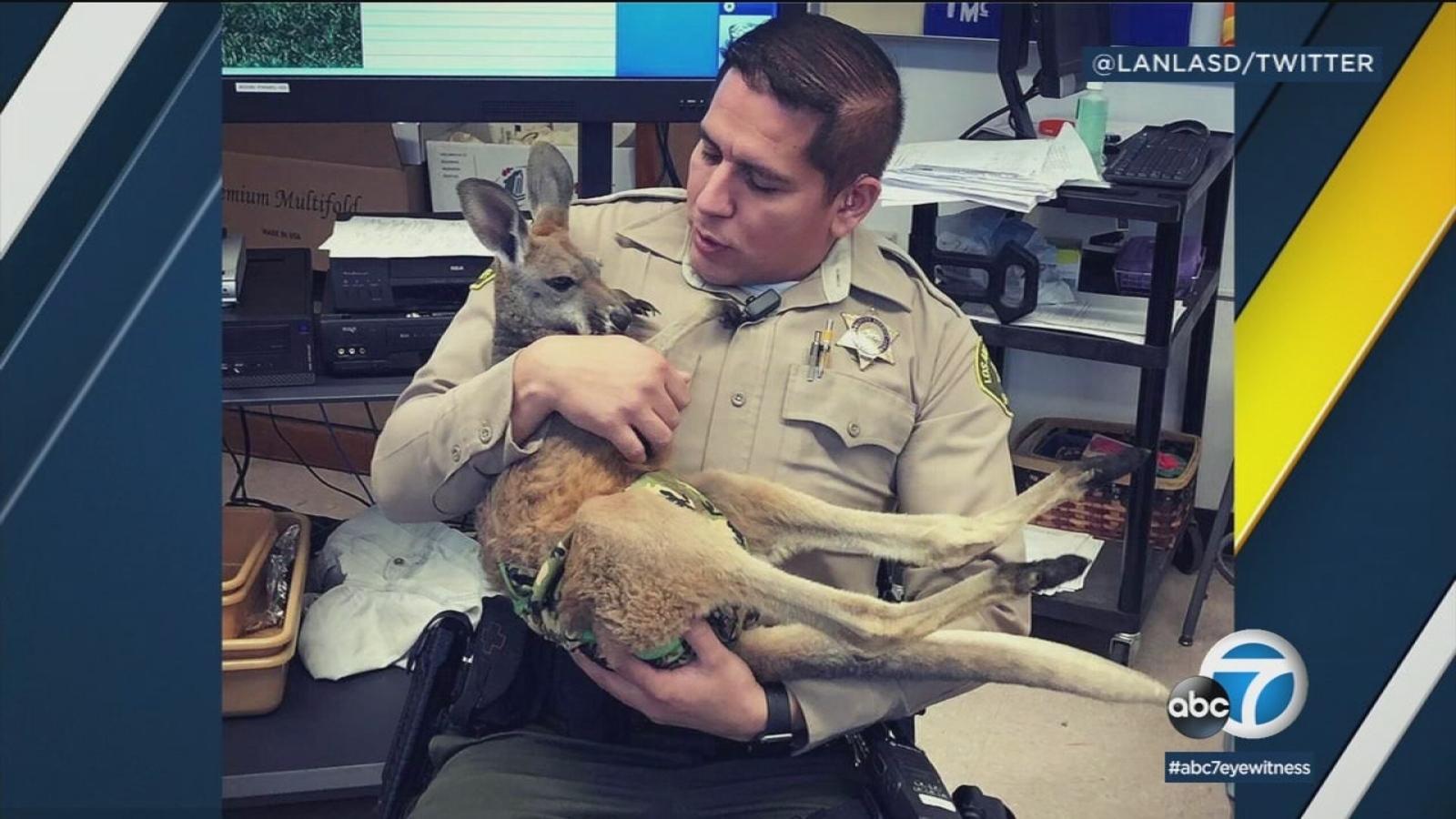 Los Angeles deputy and kangaroo become unexpected and instant friends ...