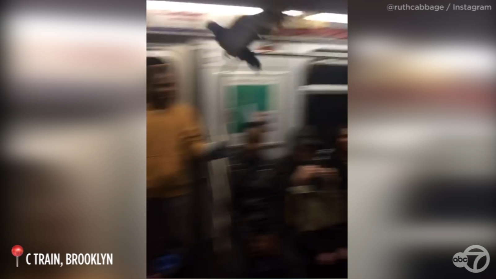 Rogue pigeon boards subway train, chaos ensues - ABC7 Chicago