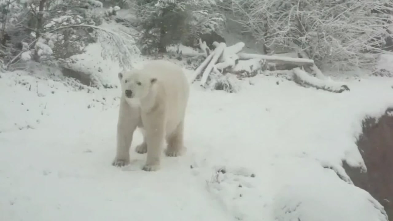 Video: Animals at North Carolina Zoo enjoy snow day - ABC11 Raleigh-Durham