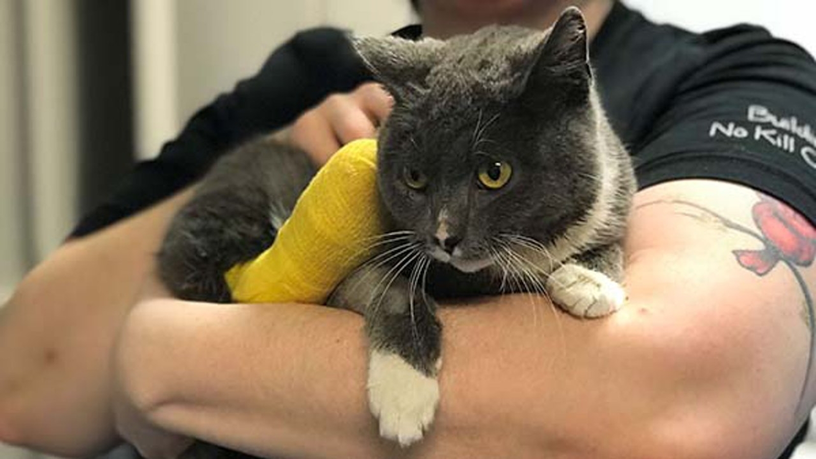 Cat nearly dies after getting tangled up in truck engine - ABC7 Chicago