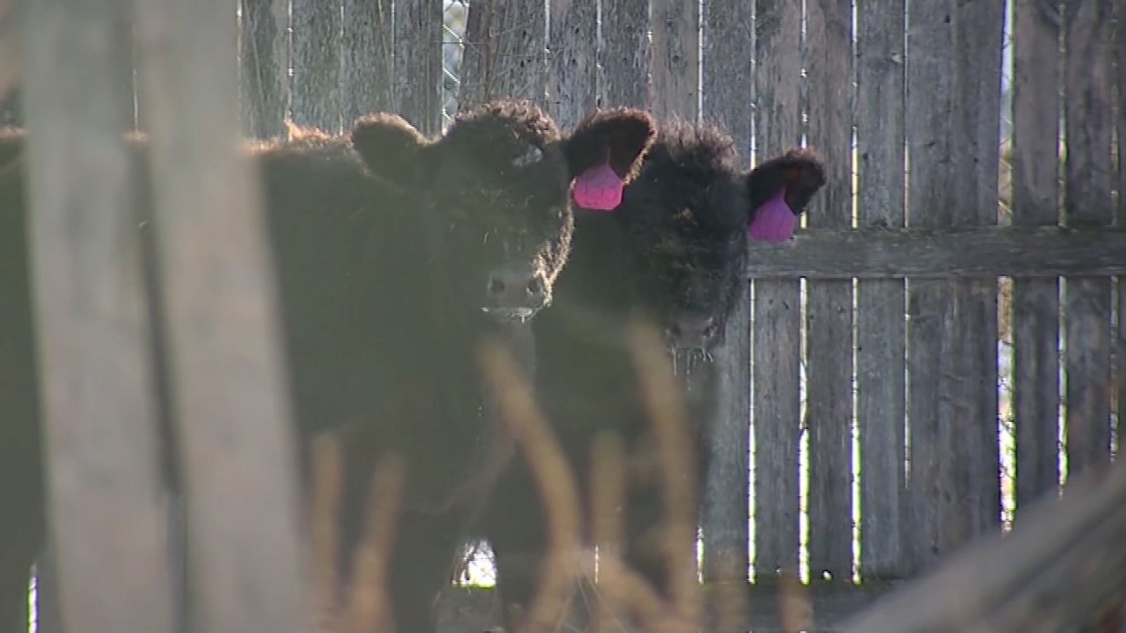 2 cows escape Wisconsin high school - ABC7 Chicago