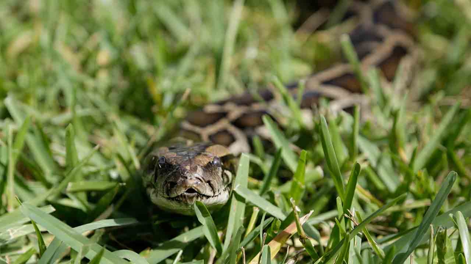 Coroner: UK man killed by pet python suffered asphxiation - ABC11 ...