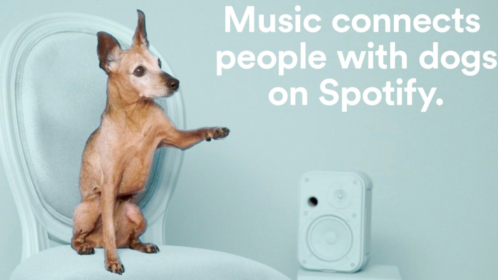 Spotify is helping shelter dogs find new homes based on owners taste in ...
