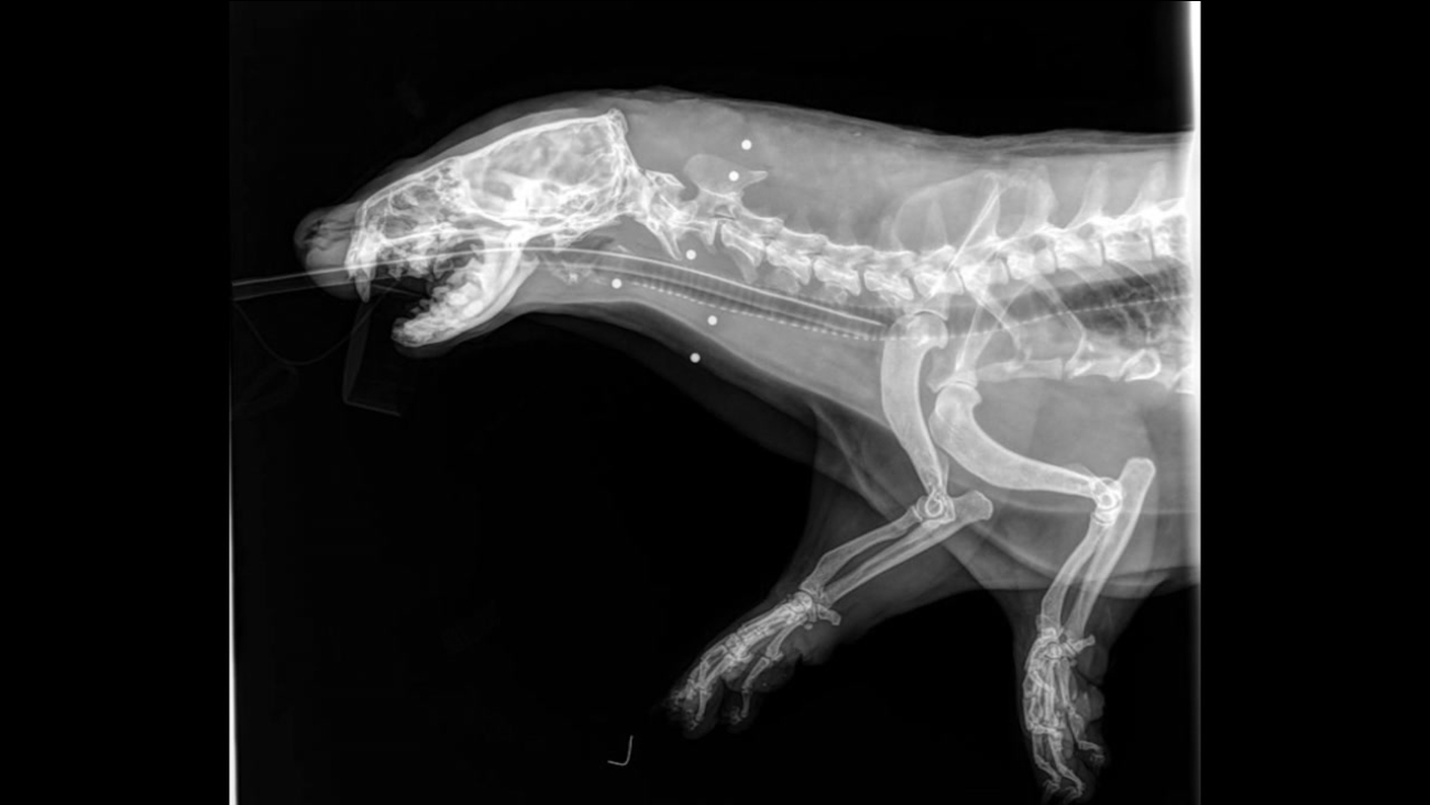 Wildlife experts urge people to not shoot river otter after one dies in ...