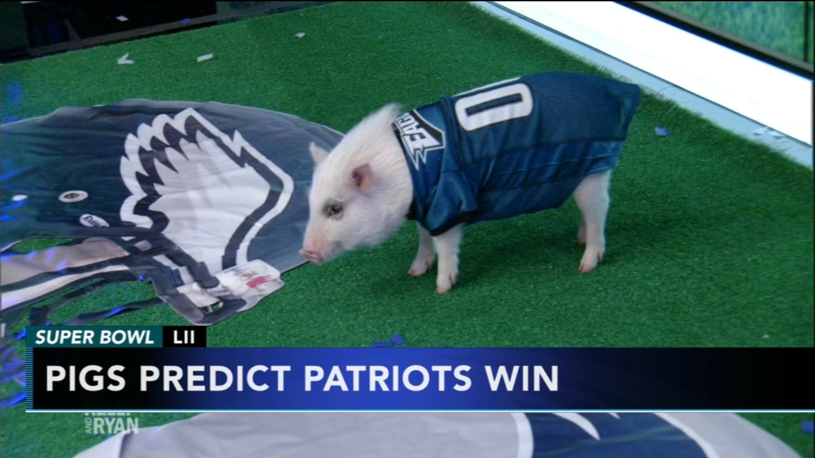 Pigs predict Patriots Super Bowl win on LIVE with Kelly and Ryan - 6abc ...