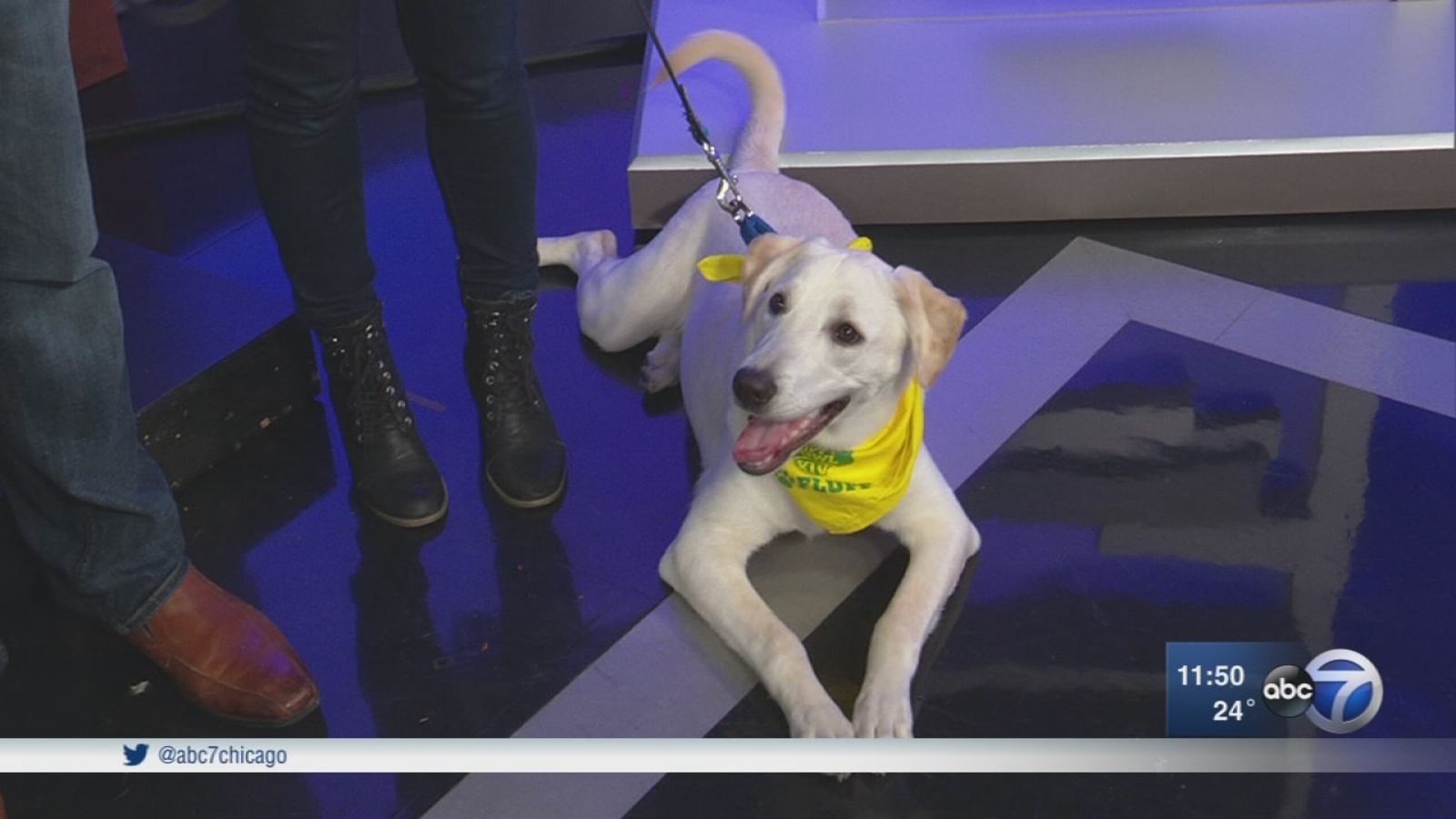 Chicago dogs ready to fetch Puppy Bowl glory, find homes - ABC7 Chicago
