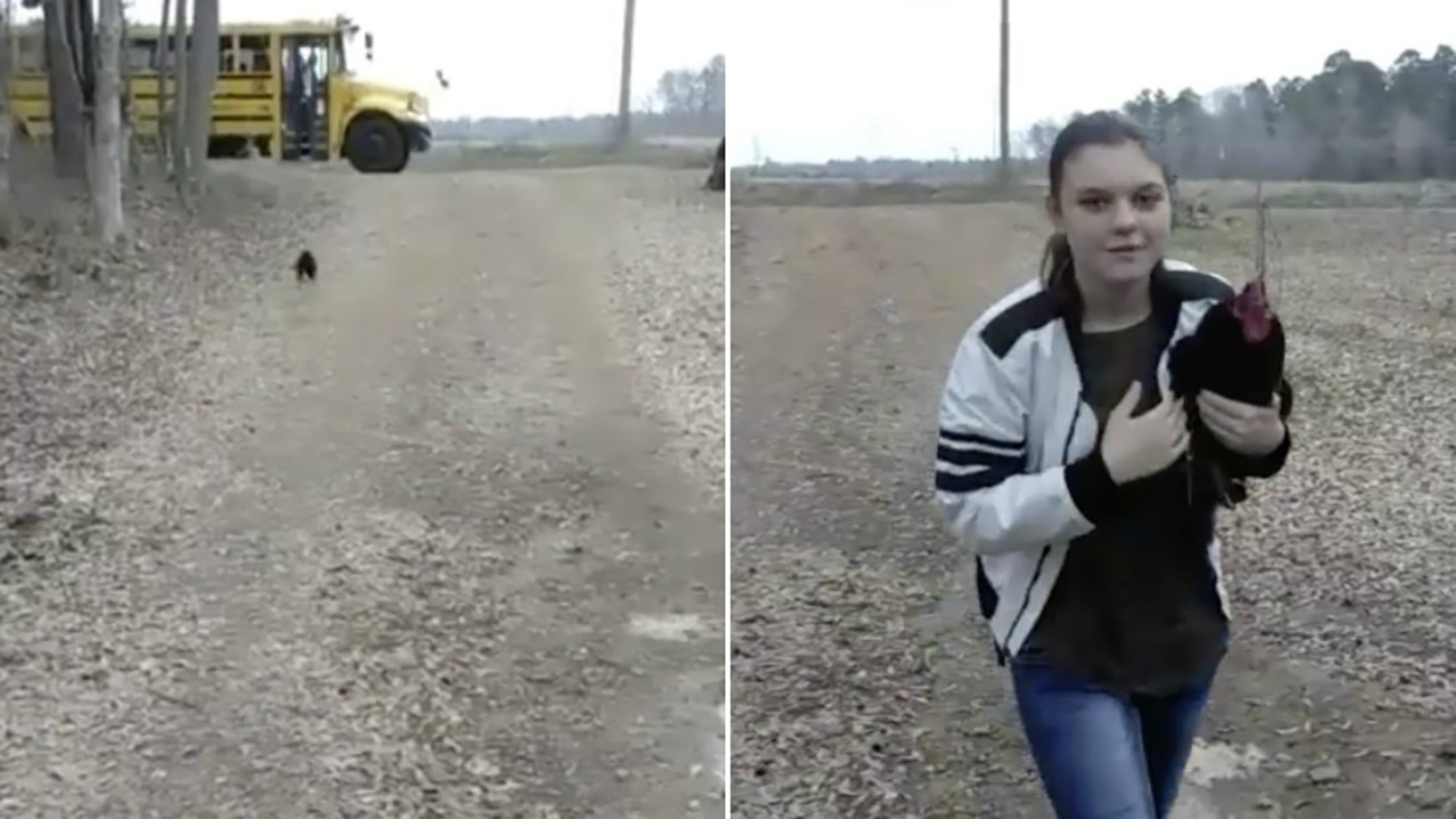 This lovable little rooster greets his human at the bus stop every ...