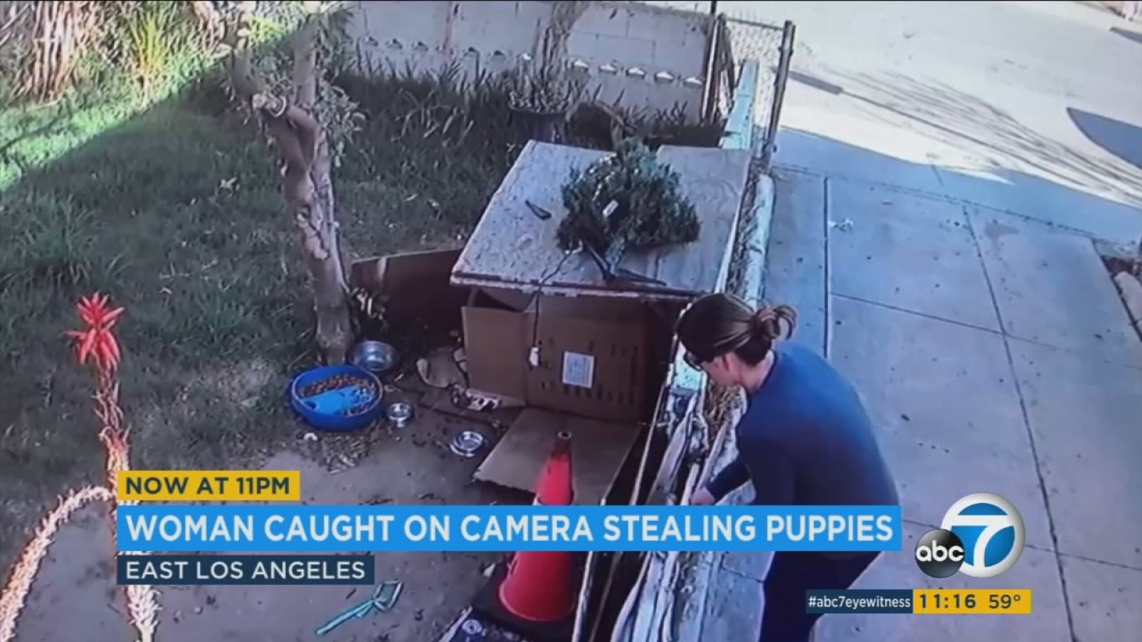 VIDEO: Brazen puppy theft caught on camera in East LA - ABC7 Los Angeles