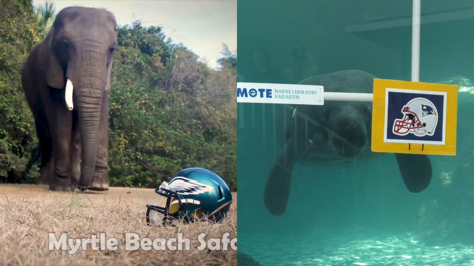 Eagles or Pats? Animals predict Super Bowl LII - ABC7 Los Angeles