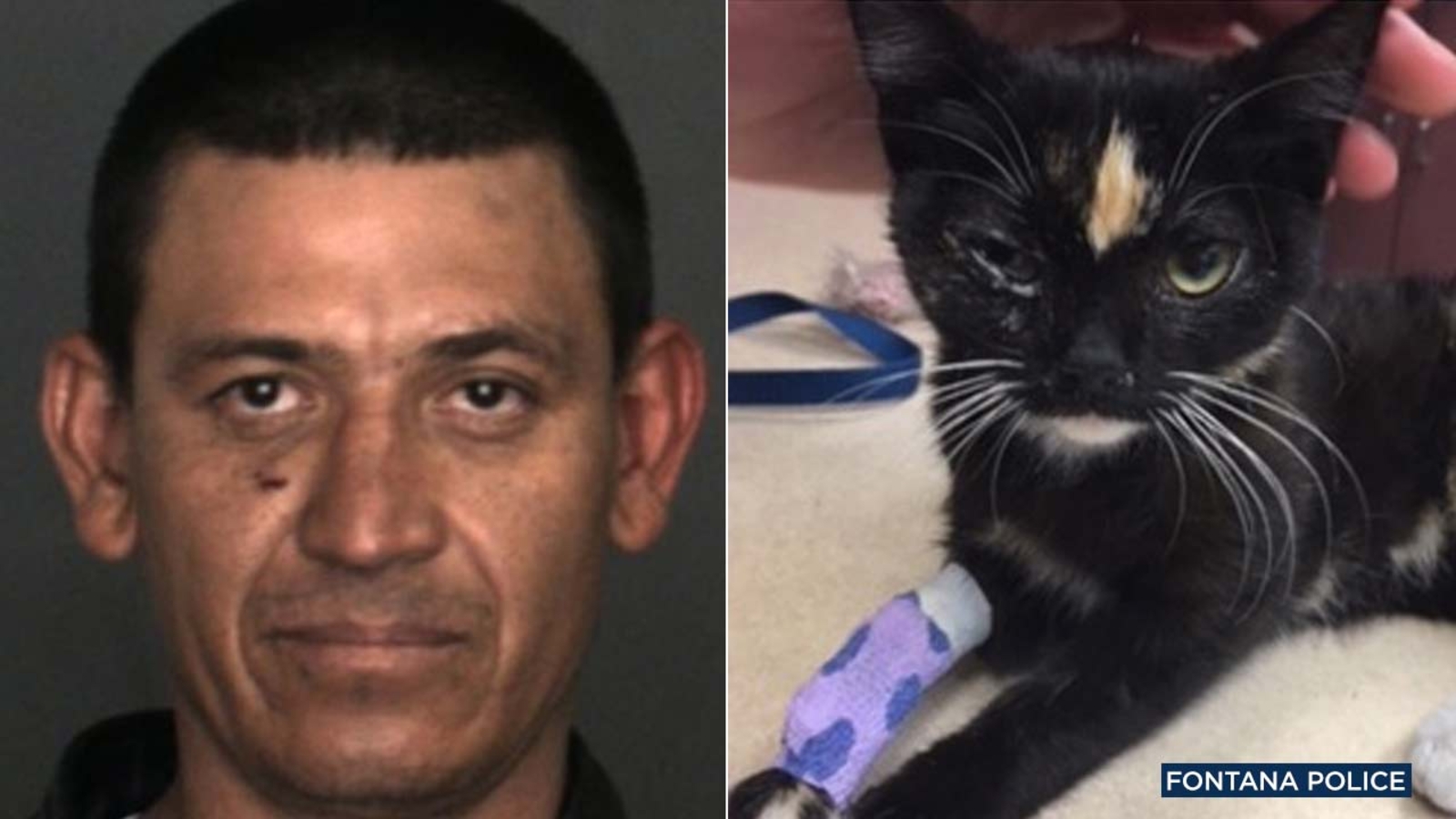 Kitten placed in freezer, thrown off 2nd-story balcony in Fontana ...