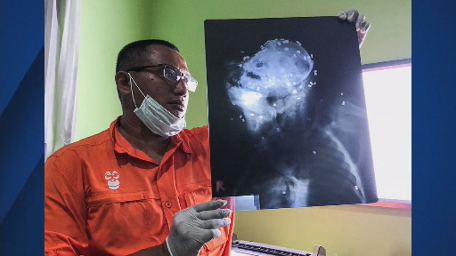 Orangutan shot with air gun 130 times in second Borneo killing - ABC7 ...