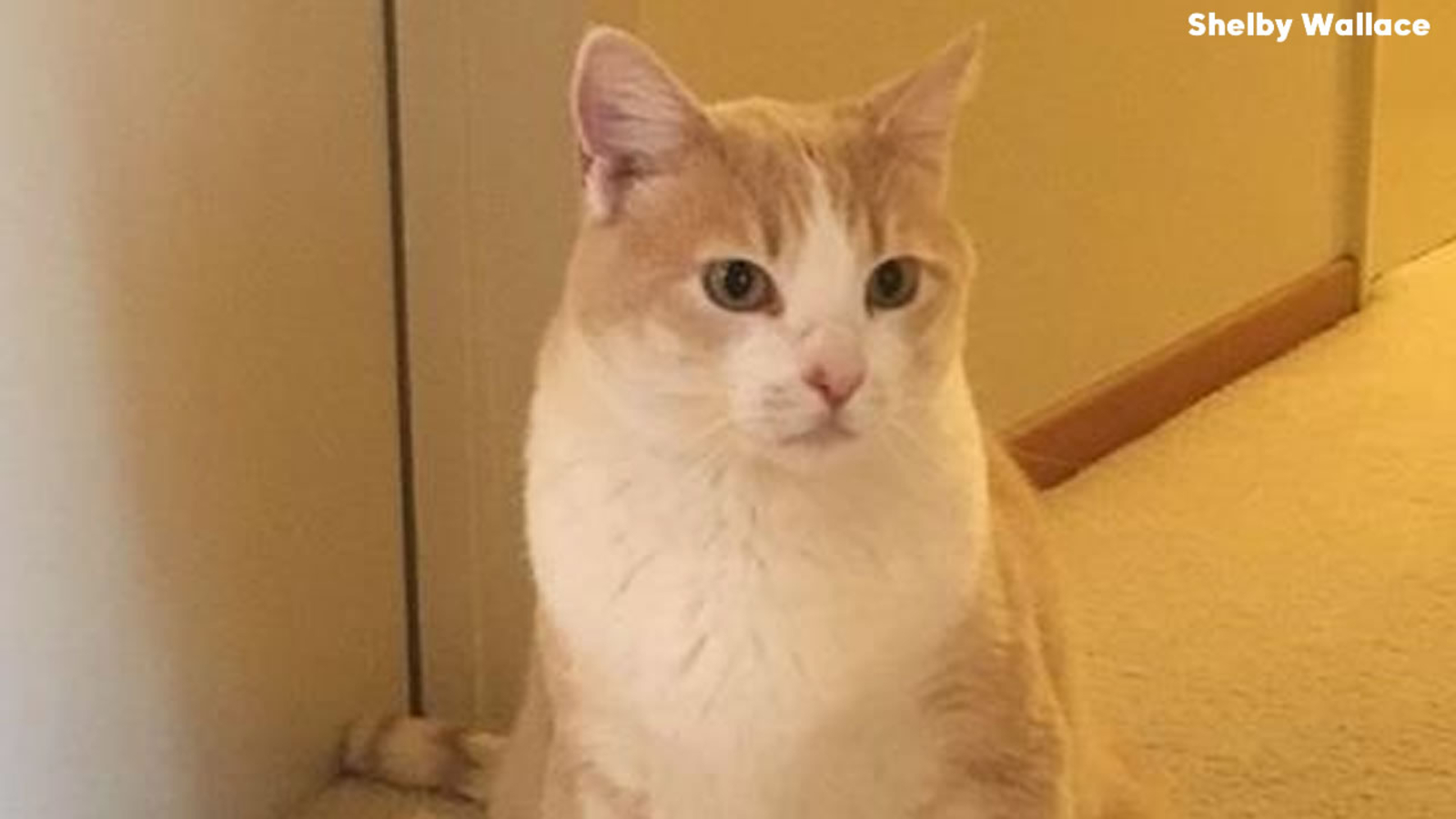 Mack the cat back with owner after custody battle in North Bay - ABC7 ...