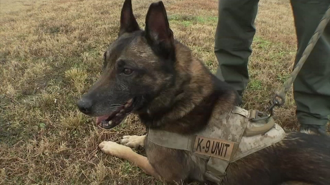 'Get him, Shep!' - K9 and police officer split up to catch car theft ...