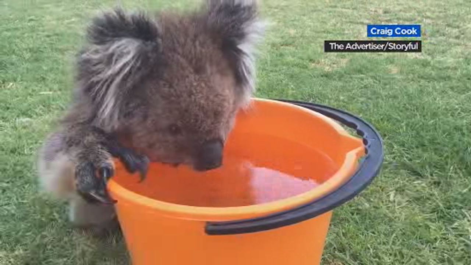 Thirsty koala accepts water from humans during scorching heat wave ...