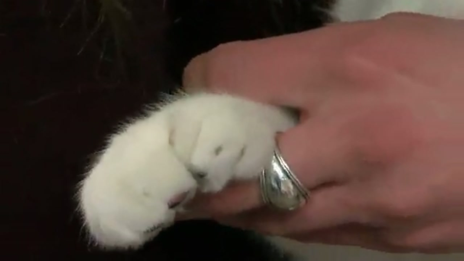 28 toed cat - ABC13 Houston