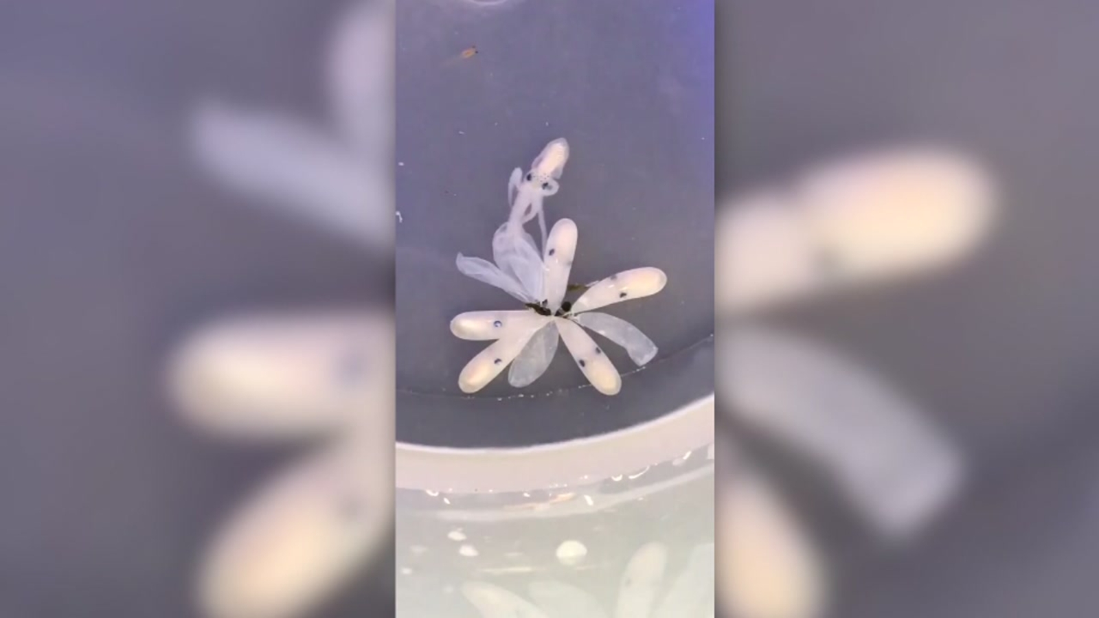 Birth of a baby octopus viewed over 600,000 times - ABC13 Houston