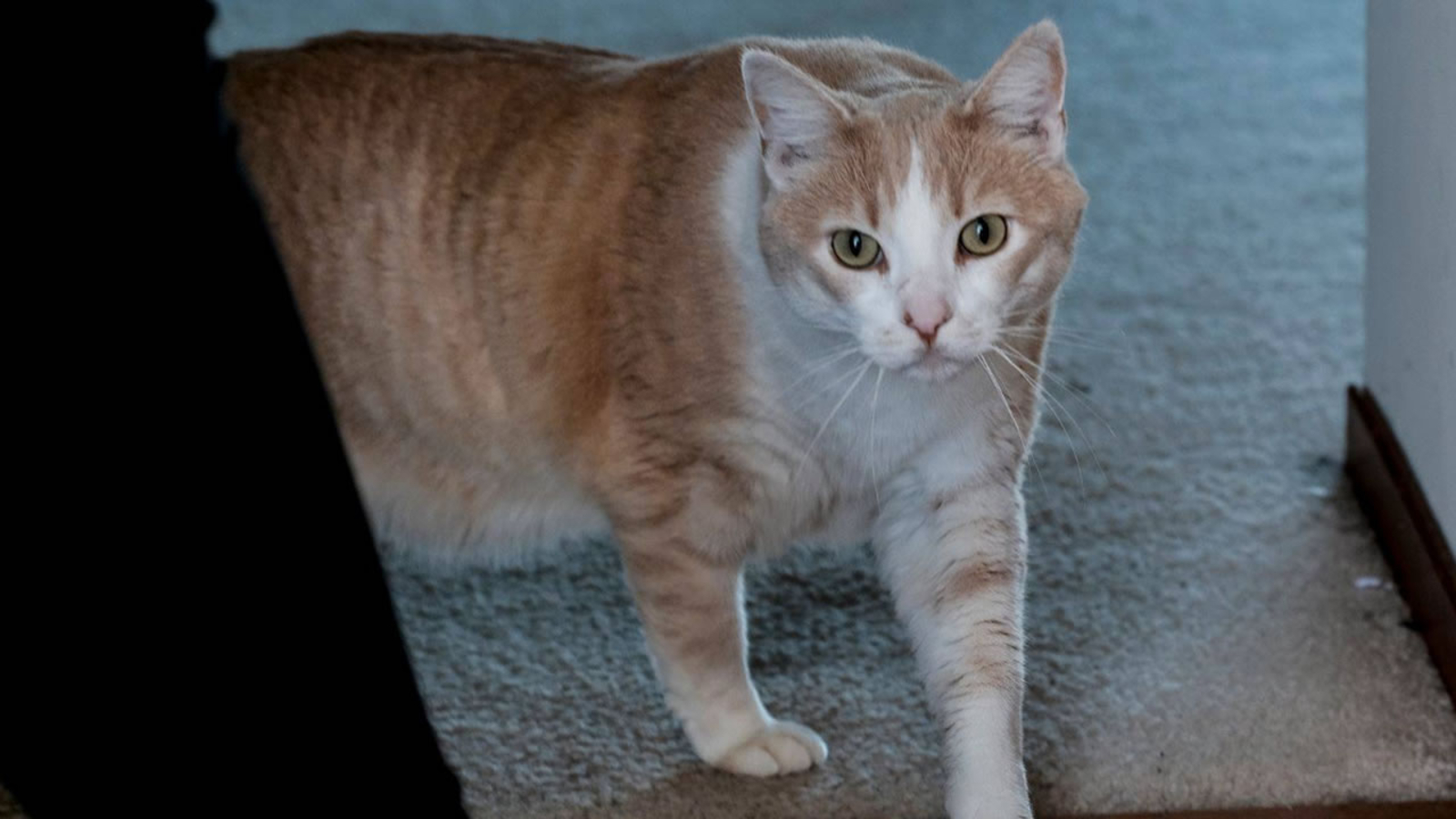 VIDEO: Mack the fire cat reunited with Santa Rosa family after custody ...