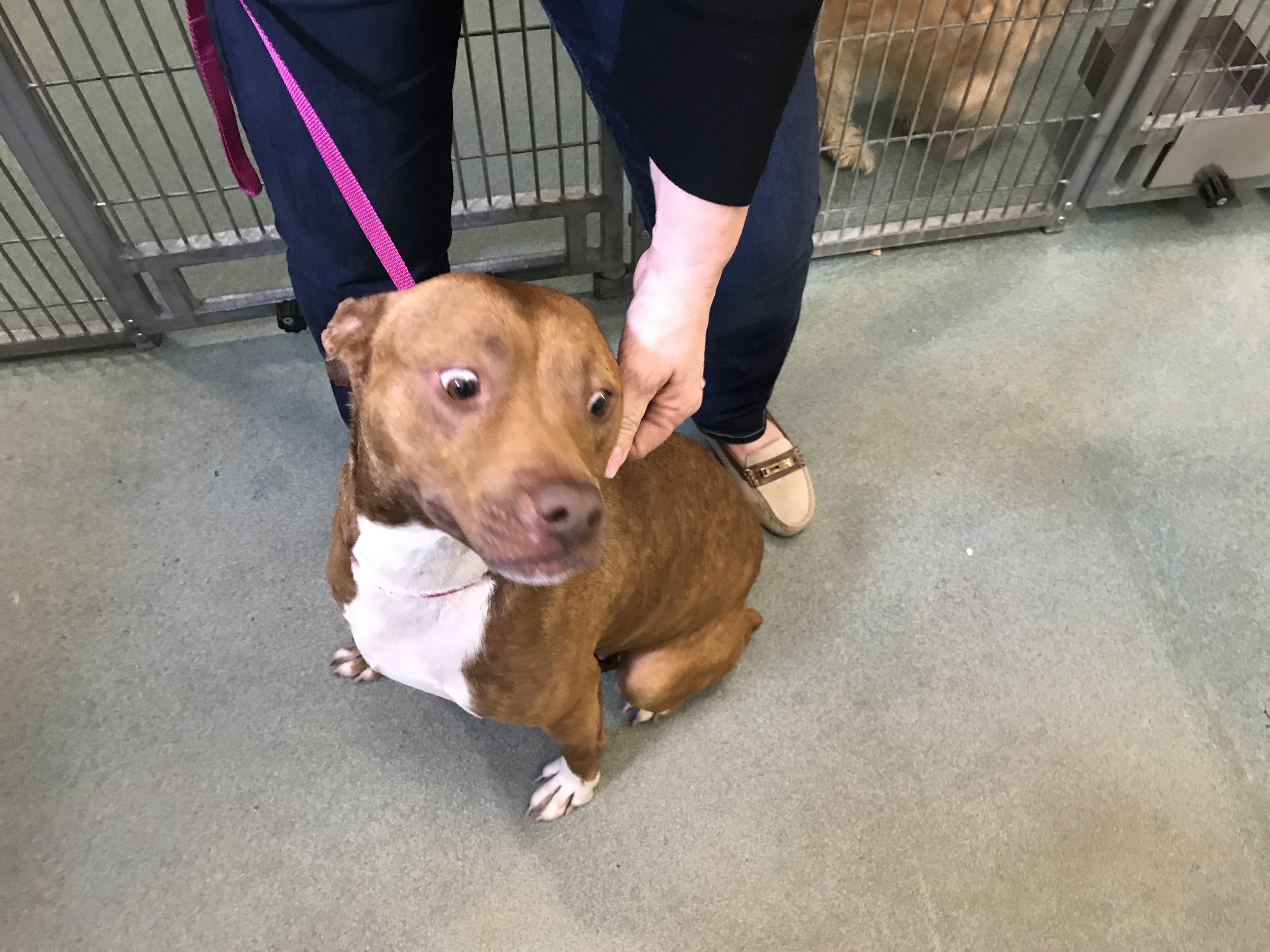 PHOTOS: Cats, dogs available at Wake County Animal Center - ABC11 ...