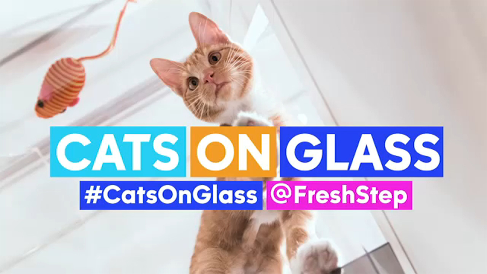 A Cat Lover's Dream: Cats On Glass Gallery in New York City - ABC7 New York