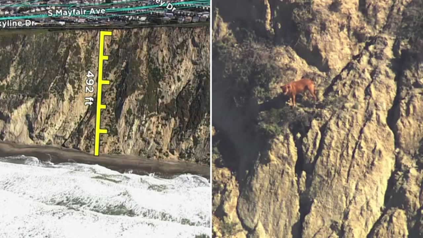 Dog owner falls from 500-foot cliff, dies trying to rescue pet in Bay ...