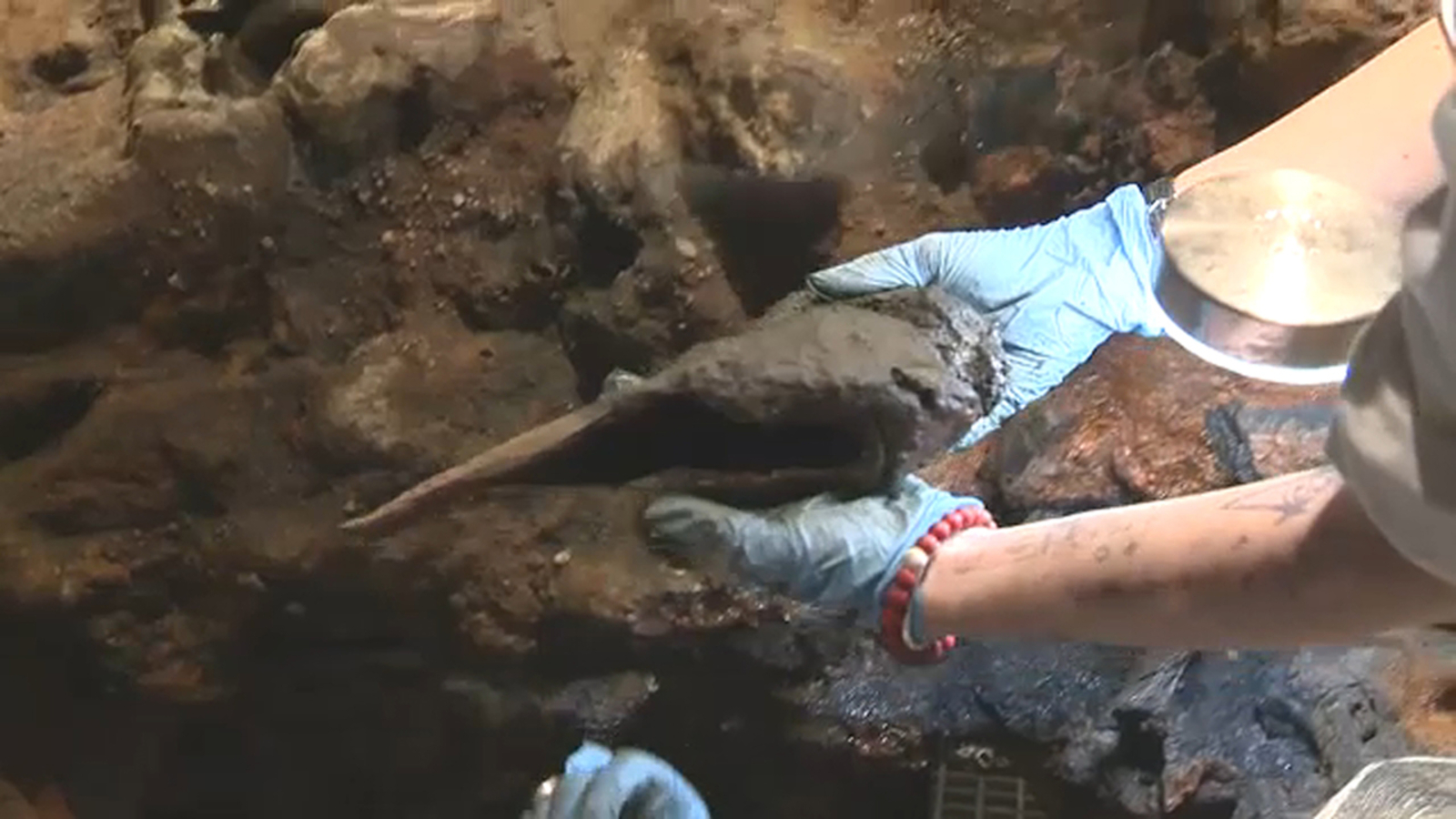 Bone recovered from Cape Cod shipwreck could belong to pirate 'Black ...