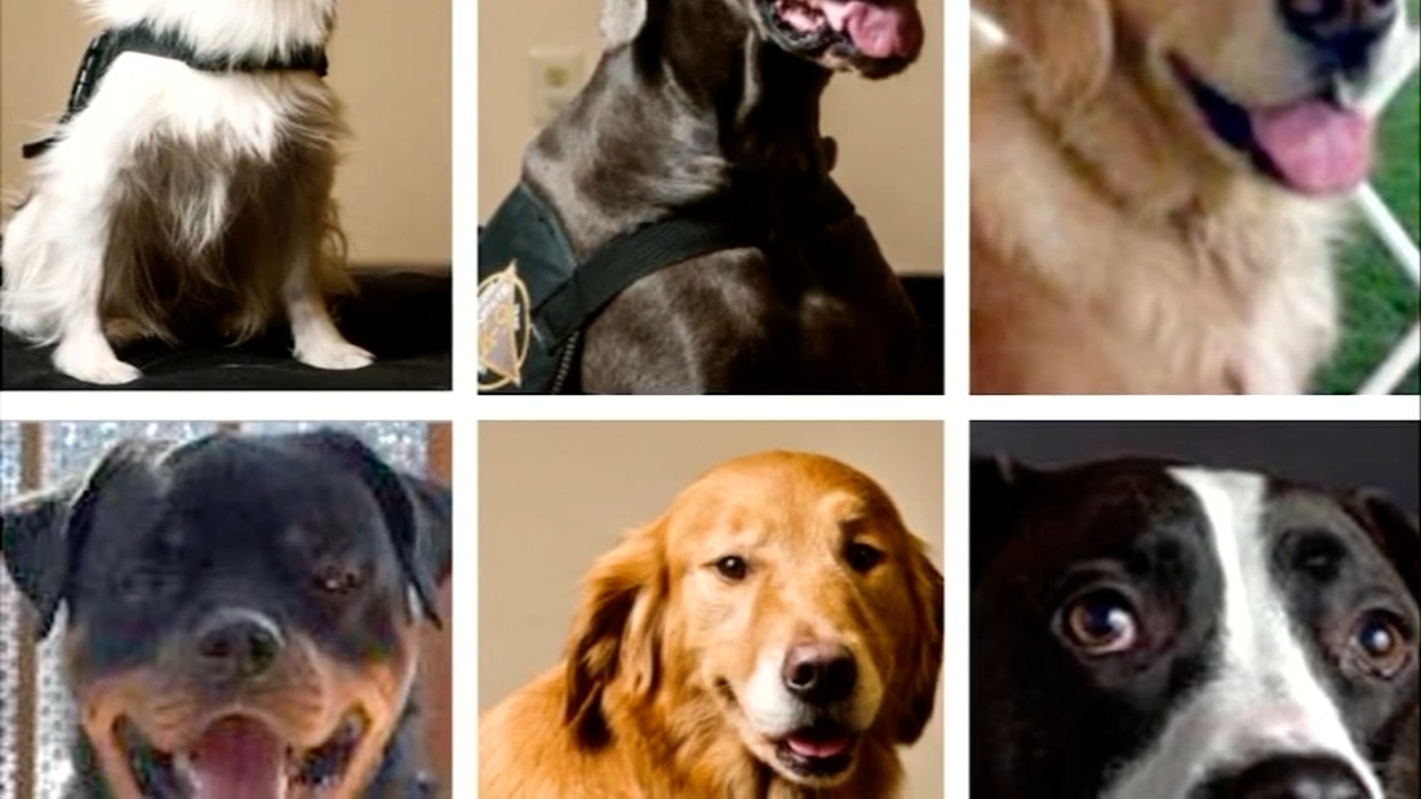 Therapy dogs return from helping Parkland community grieve - 6abc ...