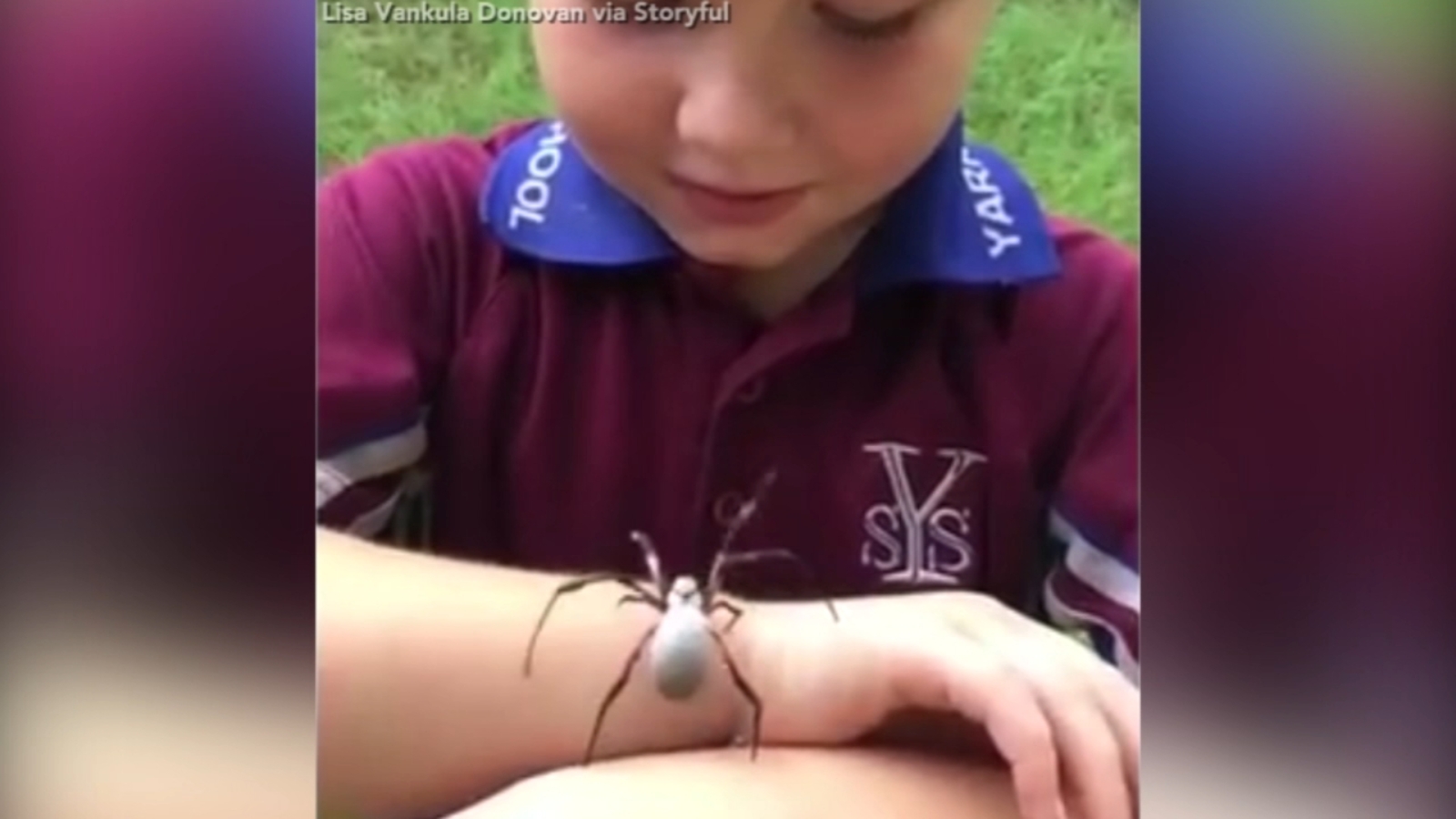 Young boy bravely plays with giant spider - 6abc Philadelphia