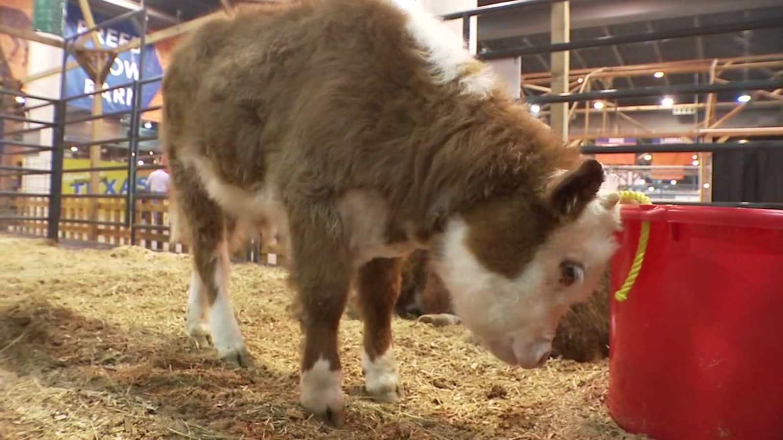 Let's rodeo! Day one brings the animals and the fun - ABC13 Houston