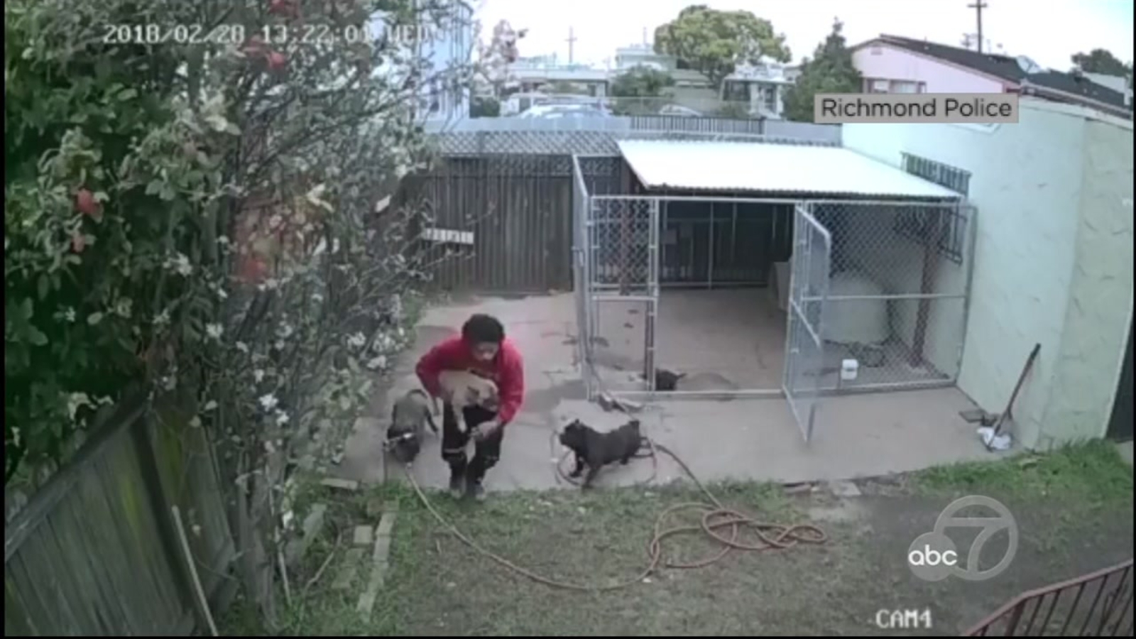 Richmond police need your help finding dog thief - ABC7 San Francisco