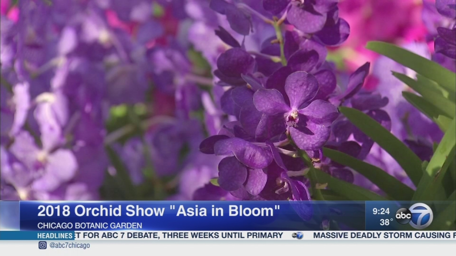 Orchid Show - ABC7 Chicago