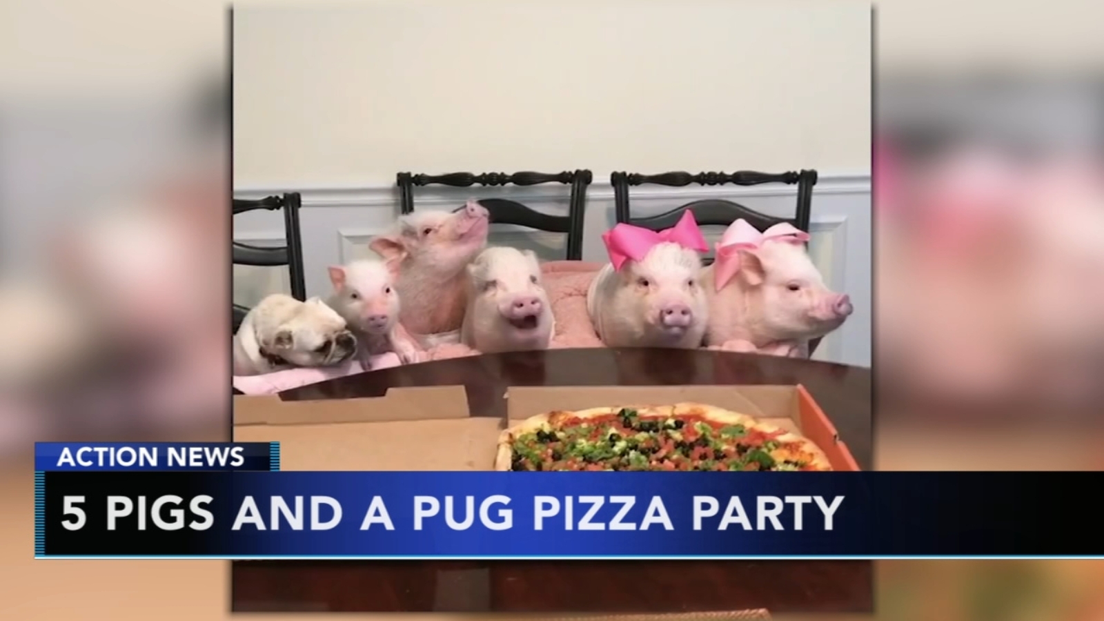 VIDEO: Five pigs and a pug have a pizza party - 6abc Philadelphia