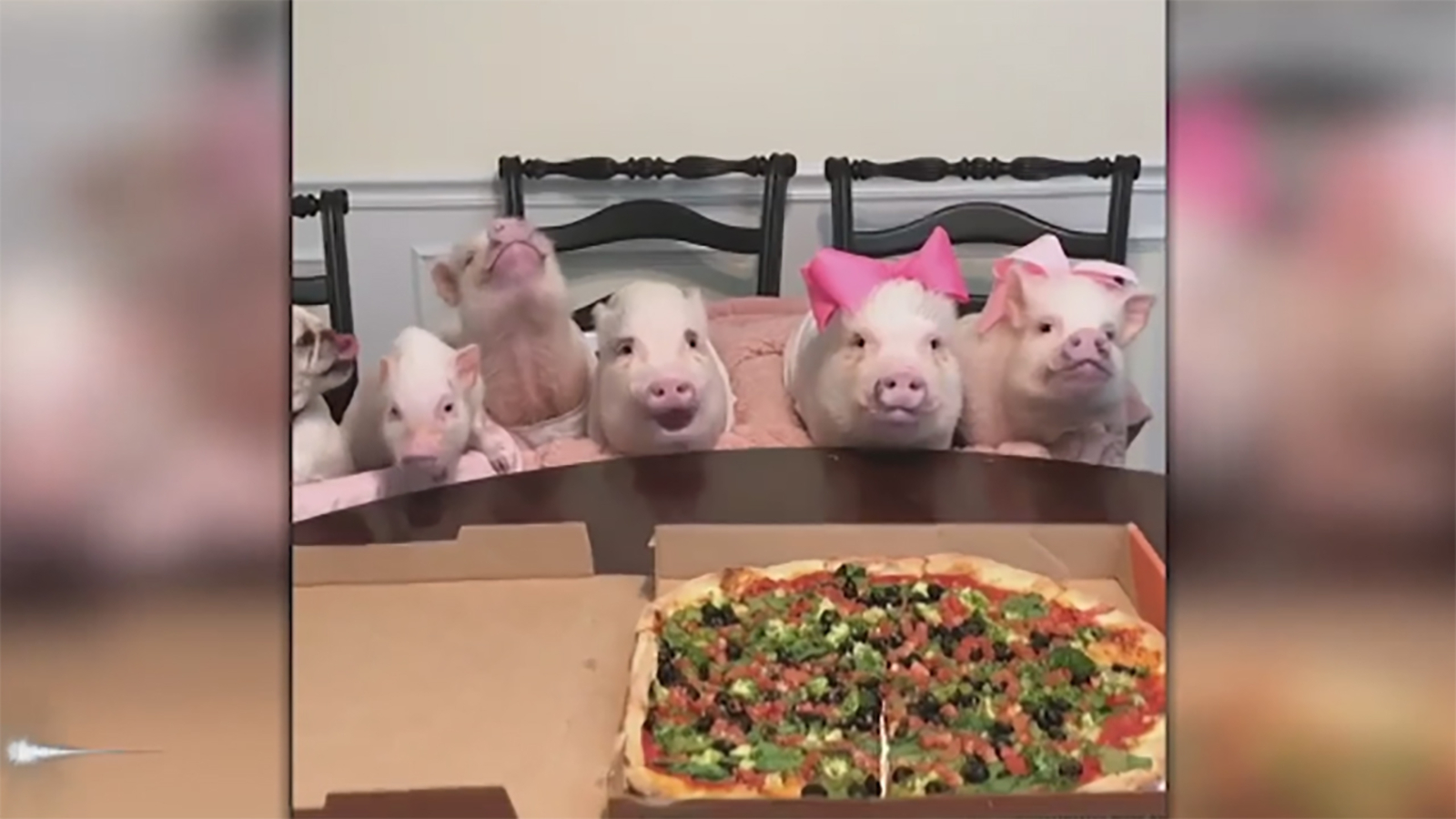 VIDEO: Five pigs and a pug have a pizza party - ABC7 New York