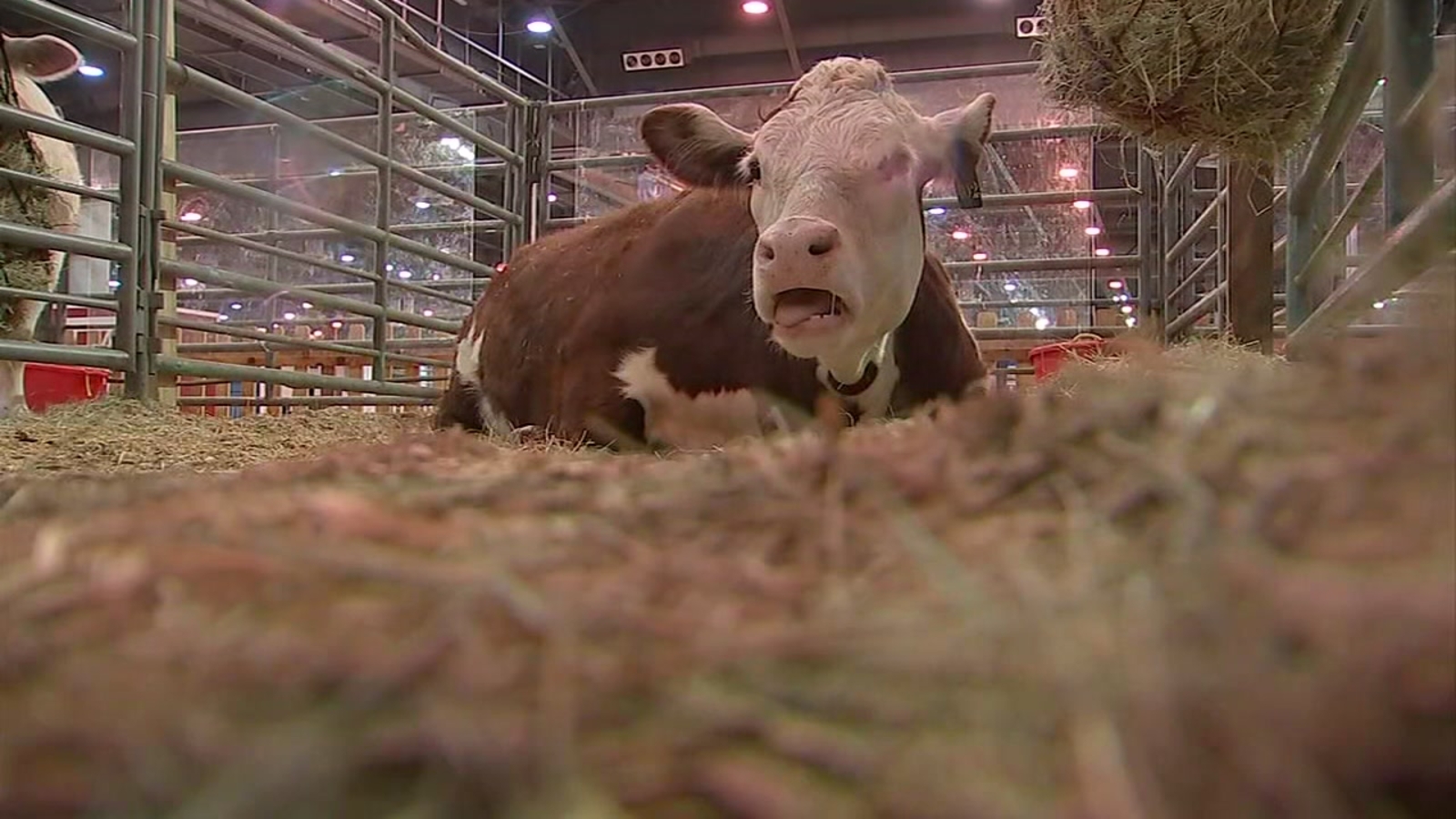 Rodeo tradition helps heal city touched by Harvey - ABC13 Houston