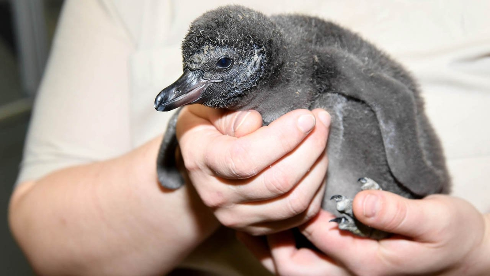 Illinois zoo welcomes adorable Humboldt Penguin chick - ABC7 New York