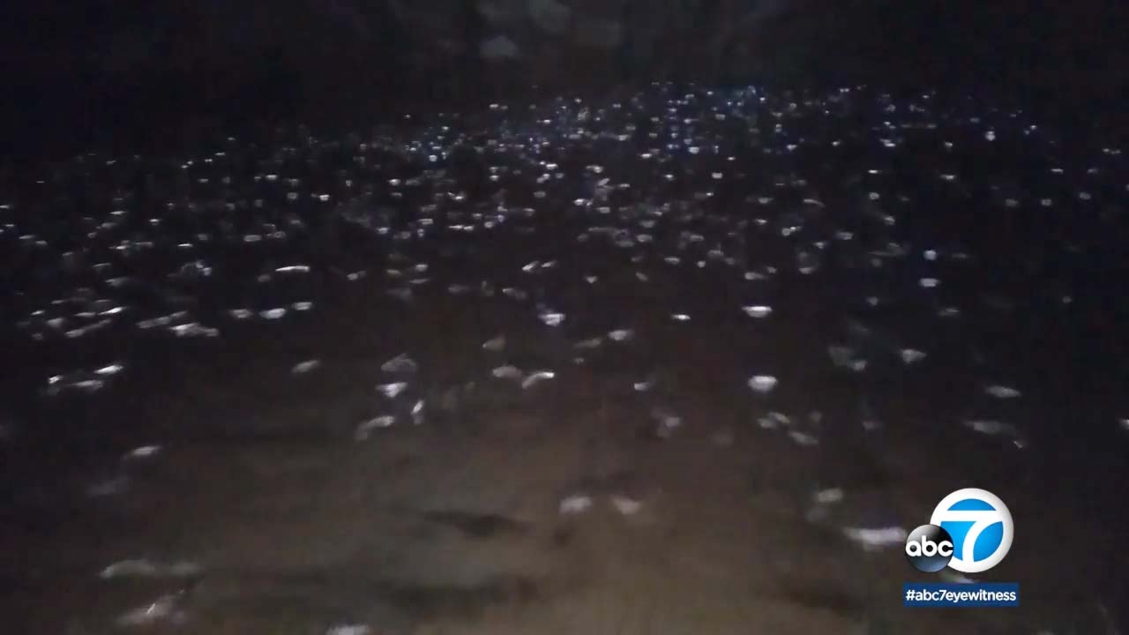 Grunion run: South Bay beaches to start shimmering with tiny fish ...