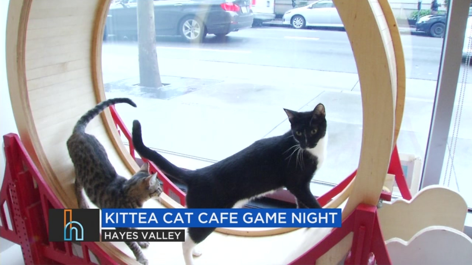 Bay Area Weekend Events: Game night with kittens, free guitar lessons ...