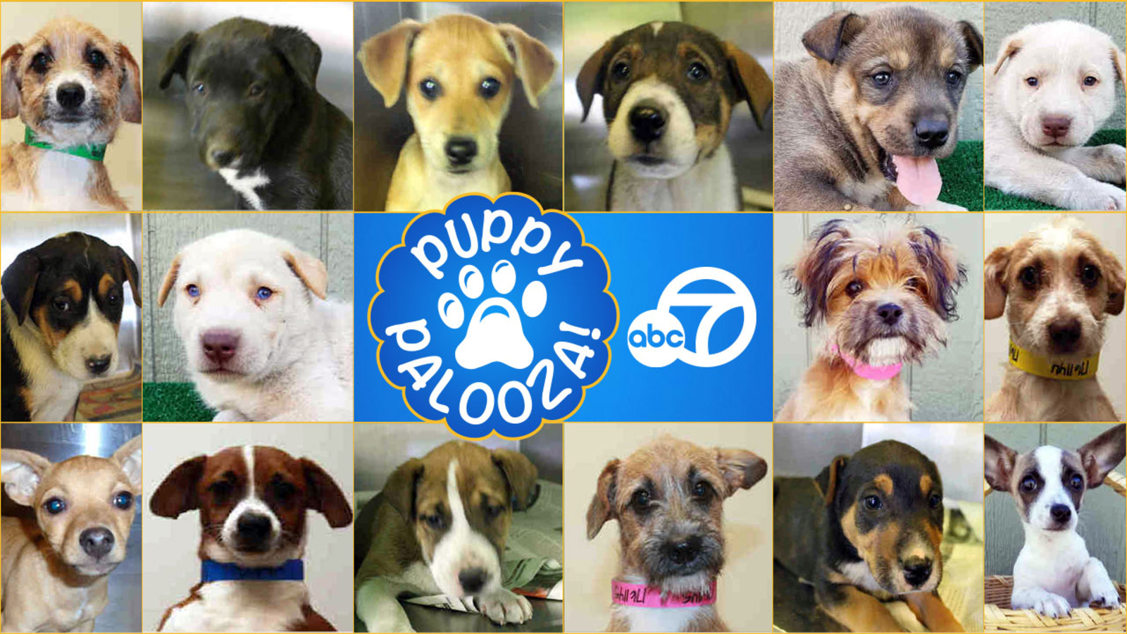 PHOTOS: 28 adorable puppies up for adoption - ABC7 Los Angeles