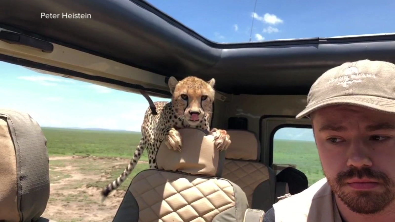 Man told to 'stay calm' when cheetah hops in to check out his vehicle ...