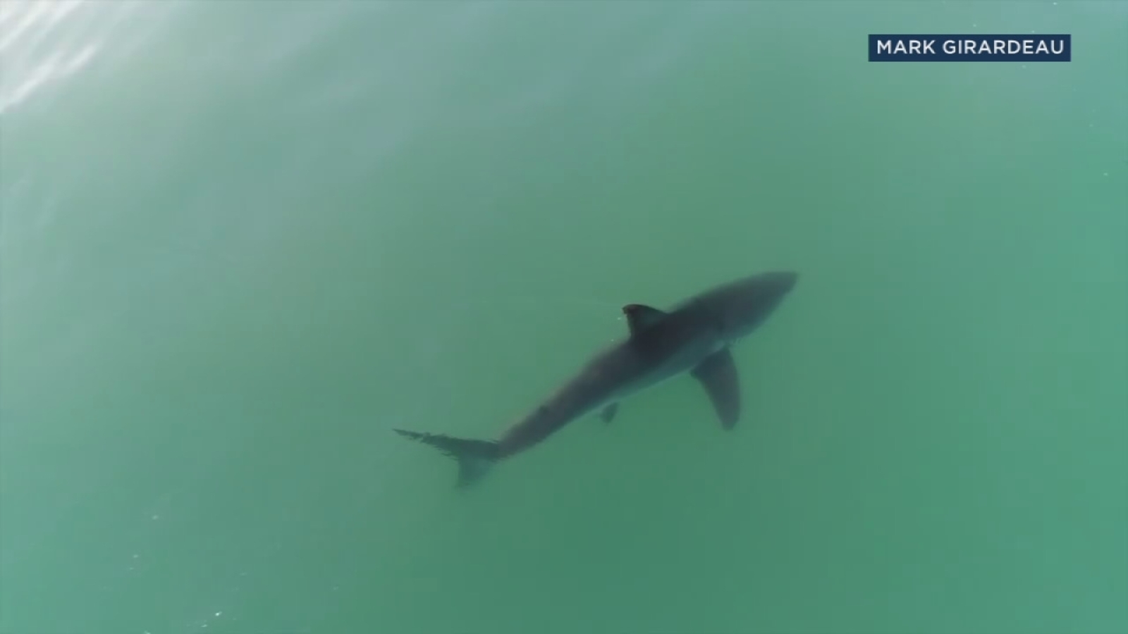 2 great white sharks spotted near coast of Capistrano Beach in Dana ...